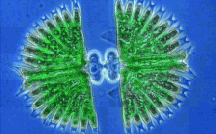 Algae GIFs - Obtenez le meilleur gif sur GIFER