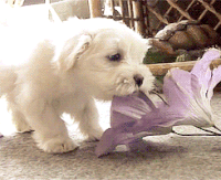 Maltese puppies GIFs - Get the best gif on GIFER