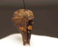 Moths GIFs - Get the best gif on GIFER
