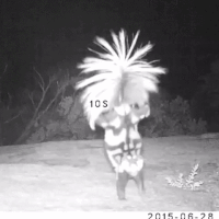 Skunk GIFs - Get the best gif on GIFER