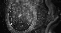 Spiderweb GIFs - Get the best gif on GIFER