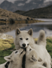 Wolves GIFs - Get the best gif on GIFER