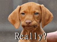 Giffy GIFs - Get the best gif on GIFER