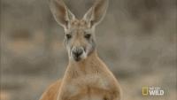 Australia GIFs - Get the best gif on GIFER