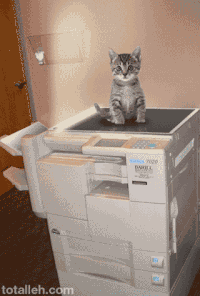 Copy GIFs - Get the best gif on GIFER