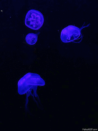 Jellyfish GIFs - Get the best gif on GIFER