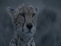 Cheetahs GIFs - Get the best gif on GIFER