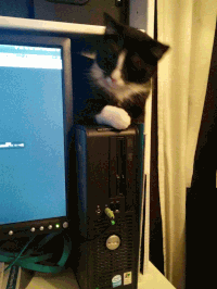 Output GIFs - Get the best gif on GIFER