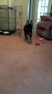 Flopping GIFs - Get the best gif on GIFER