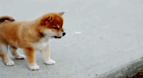 Pup GIFs - Get the best gif on GIFER