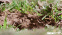 Mole GIFs - Get the best gif on GIFER