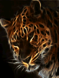 Leopard GIFs - Get the best gif on GIFER