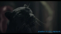 Panther GIFs - Get the best gif on GIFER