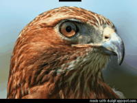 Hawks GIFs - Get the best gif on GIFER