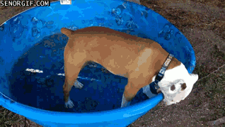 Pools GIF - Conseguir o melhor gif em GIFER