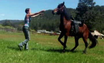 Rearing гифки, анимированные GIF изображения rearing - скачать гиф ...