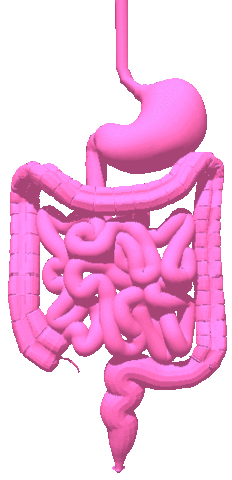 Intestines GIFs - Get the best gif on GIFER