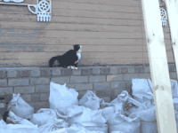 Easing GIFs - Get the best gif on GIFER