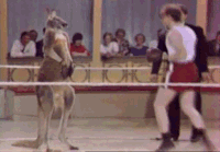 Boxing kangaroo GIFs - Obtenez le meilleur gif sur GIFER