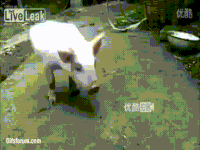 Piglets GIFs - Get the best gif on GIFER