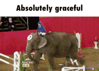 Graceful GIFs - Get the best gif on GIFER