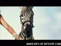 Zebra GIFs - Get the best gif on GIFER