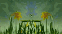 Daffodils GIFs - Get the best gif on GIFER