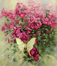 Pretty GIFs - Get the best gif on GIFER