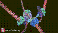 Dna GIFs - Get the best gif on GIFER