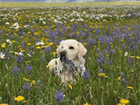 Bayou GIFs - Get the best gif on GIFER