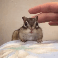 Chipmunk GIFs - Get the best gif on GIFER
