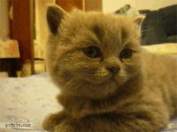 Browsing GIFs - Get the best gif on GIFER