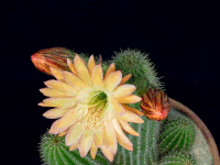 Botanica GIFs - Get the best gif on GIFER