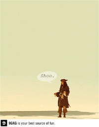 Sparrow GIFs - Get the best gif on GIFER