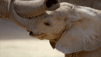 Zoo GIFs - Get the best gif on GIFER