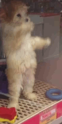 Poodle GIFs - Get the best gif on GIFER
