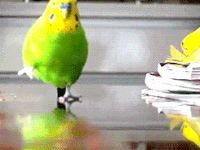 Parakeet GIFs - Get the best gif on GIFER