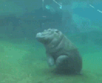 Zoo GIFs - Get the best gif on GIFER
