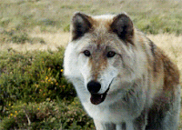 Watcher GIFs - Get the best gif on GIFER