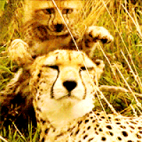 Cheetahs GIFs - Get the best gif on GIFER