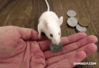 Rats GIFs - Get the best gif on GIFER