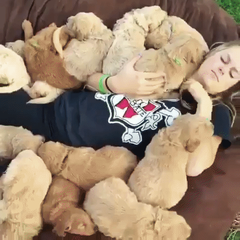 Fuzzy GIFs - Get the best gif on GIFER