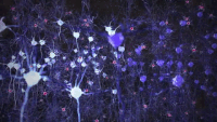 Neuron GIFs - Get the best gif on GIFER