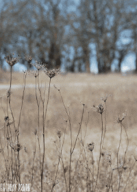 Grass GIFs - Get the best gif on GIFER