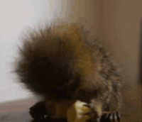 Macaroni GIFs - Get the best gif on GIFER
