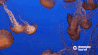 Spineless GIFs - Get the best gif on GIFER