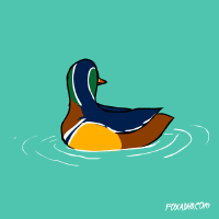 Quack GIFs - Get the best gif on GIFER