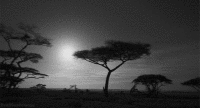 Africa GIFs - Get the best gif on GIFER