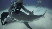 Tiburon GIF - Conseguir el mejor gif en GIFER