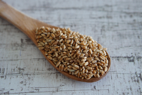 Wholegrain GIFs - Get the best gif on GIFER